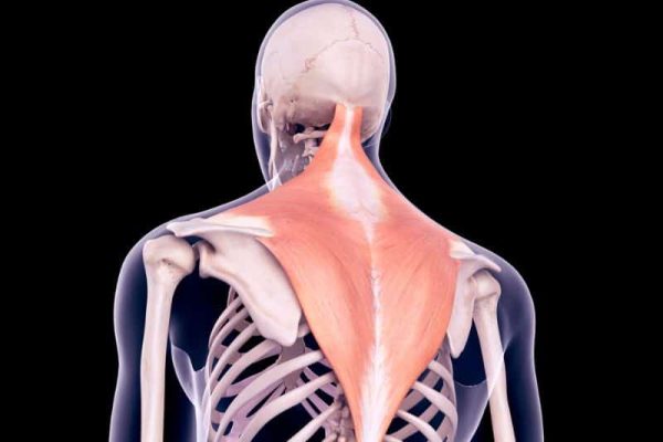 Trapezius Botox® Training Course | Master Traptox Techniques